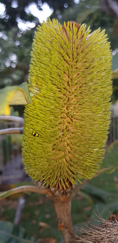 Banksia robur - Strong Banksia - 10 seeds | LGAFS