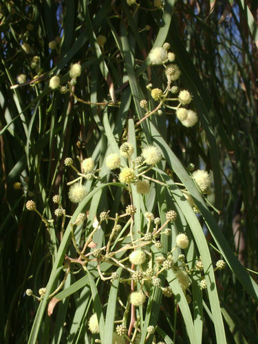 Acacia stenophylla - Shoestring Wattle / River Coobah - 30 seeds | LGAFS