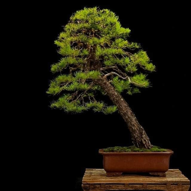 Pinus halepensis - Aleppo Pine / Jerusalem Pine - 20 seeds | LGAFS