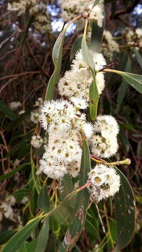 Eucalyptus nitida - Smithton or Shining Peppermint - 50 Seeds | LGAFS