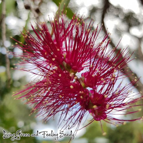 Melaleuca leucadendra Red Form - Red Weeping Paperbark - 100 seeds | LGAFS