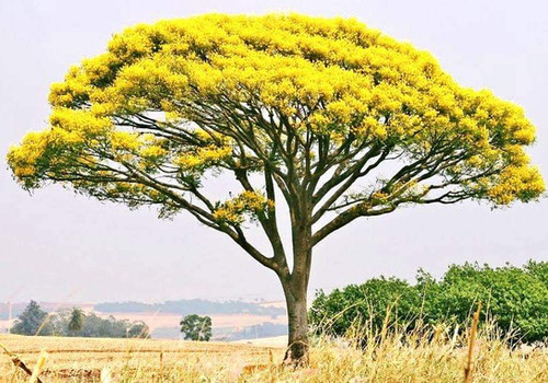 Schizolobium parahyba - Brazillian Fern Tree / Yellow Jacaranda - 10 ...