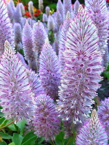 Ptilotus exaltatus (nobilis) - Tall Mulla Mulla / Pink Mulla Mulla - 25 ...