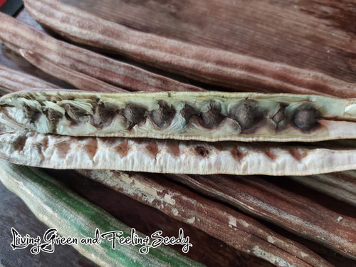 Moringa oleifera syn M. pterygosperma - Miracle Tree / Drumstick Tree ...