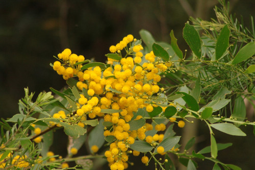 Acacia complanata - Flat Stem Wattle - 30 seeds | LGAFS