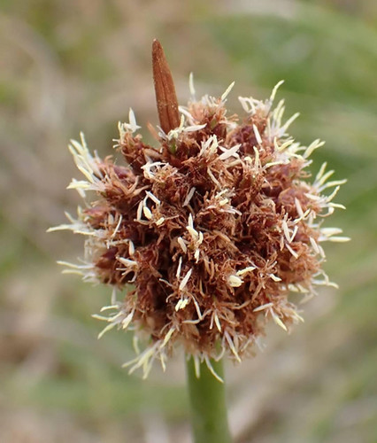 Ficinia nodosa syn Isolepsis nodosa - Knotted Club Rush - 100 seeds | LGAFS