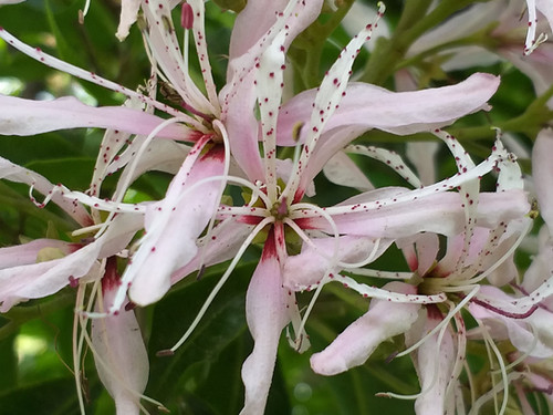 Calodendrum capense - Cape Chestnut - 10 seeds | LGAFS