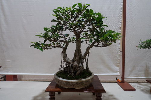 Ficus obliqua - Small Leaved Fig - 500 Seeds | LGAFS