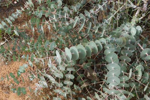 Eucalyptus perriniana - Spinning Gum - 50 Seeds | LGAFS