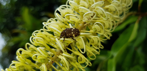 Buckinghamia celcissima - Ivory Curl Tree - 30 seeds | LGAFS
