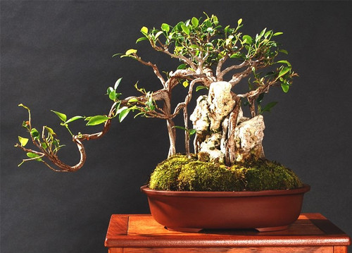 Ficus microcarpa syn F. nitida - Chinese Banyan / Pot Belly Fig - 100 ...
