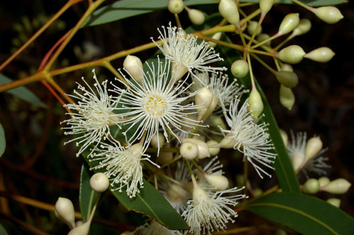Corymbia terminalis syn Eucalyptus terminalis - Desert Bloodwood - 50 ...