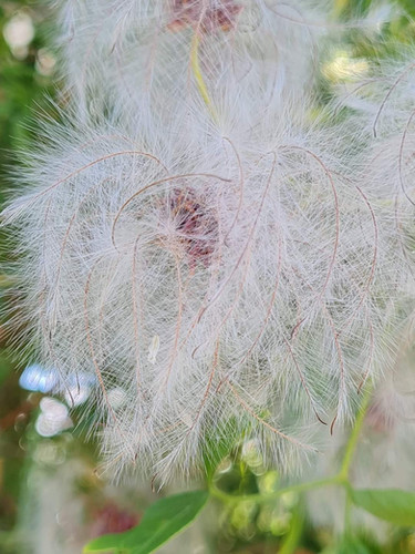 Clematis microphylla - Old Man's Beard/Small Leaved Clematis - 20 seeds ...
