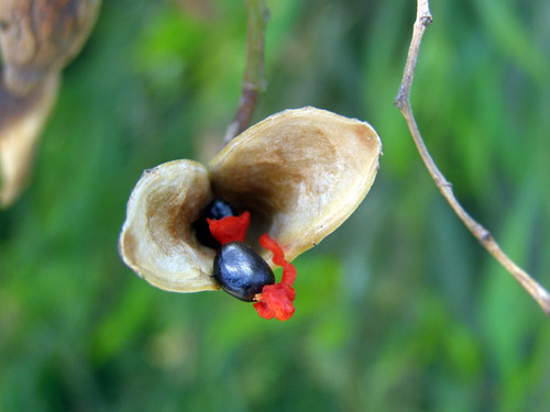 Acacia salicina - Cooba / Willow Wattle - 30 seeds | LGAFS