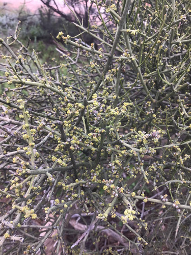 Exocarpos aphyllus - Leafless Ballart - 20 seeds | LGAFS