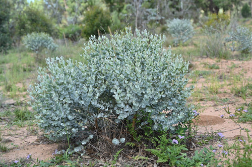 Eucalyptus albida - White Leaved Mallee - 50 Seeds | LGAFS