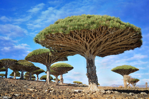 Dracaena draco - Red Dragon Tree - 25 Seeds | LGAFS
