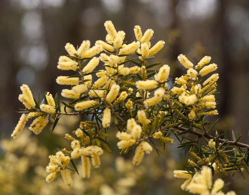 Acacia oxycedrus - Spike Wattle - 30 seeds | LGAFS