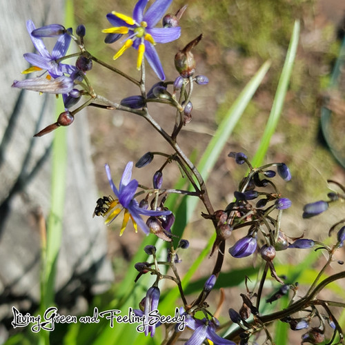 Dianella caerulea - Paroo Lily / Blue Flax Lily - 50 Seeds | LGAFS