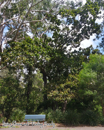 Gmelina leichhardtii - White Beech - 5 seed pods (approx. 20 seeds) | LGAFS