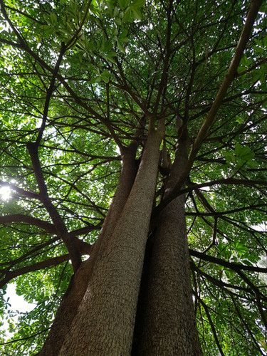 Elaeocarpus grandis - Blue Quandong / Blue Marble Tree - 20 seeds | LGAFS