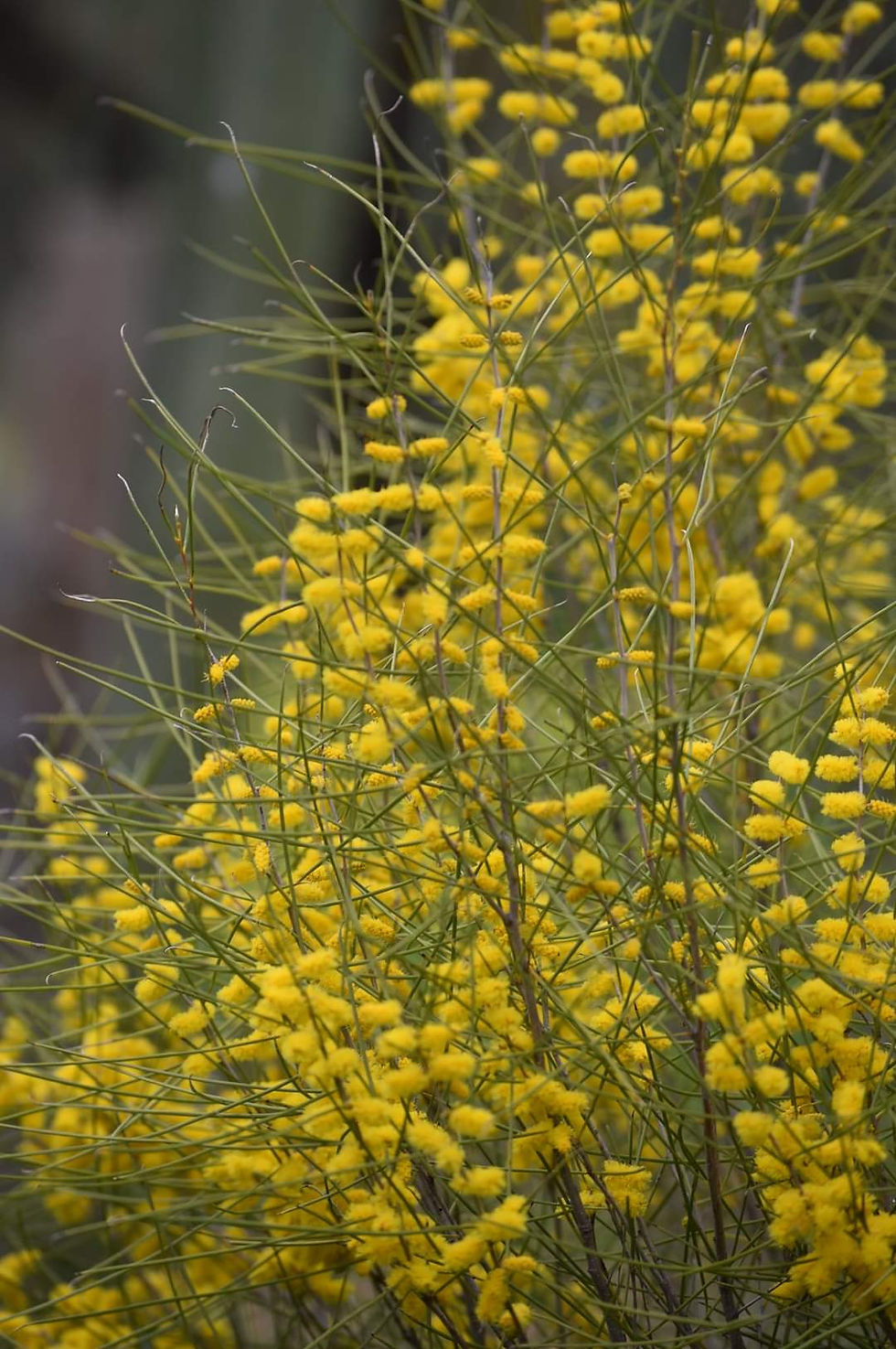 Acacia acuminata - Raspberry Jam Wattle - Narrow Form - 30 seeds | LGAFS