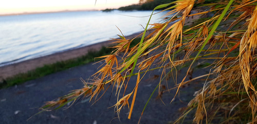 Themeda triandra - Kangaroo Grass - 30 seeds | LGAFS