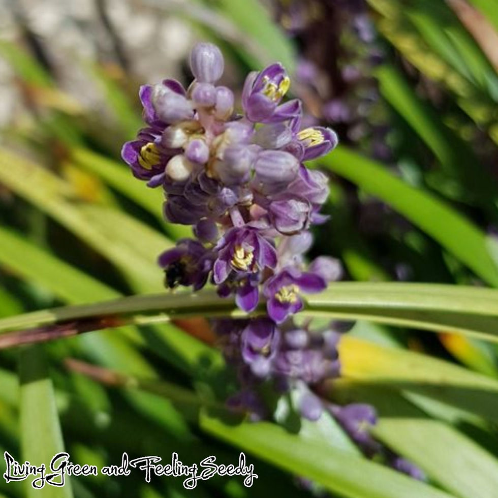 Liriope Giganteum Liriope Evergreen Giant Lilyturf 25 Seeds Lgafs