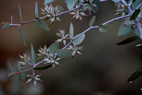 Eucalyptus socialis - Red Mallee / Summer Red Mallee - 50 seeds | LGAFS