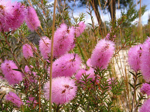 Melaleuca striata - Sand Honey Myrtle - 150 seeds | LGAFS
