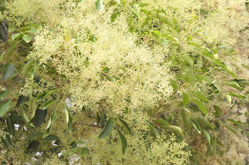 Fraxinus griffithii - Griffin's Ash / Himalayan Ash / Evergreen Ash ...