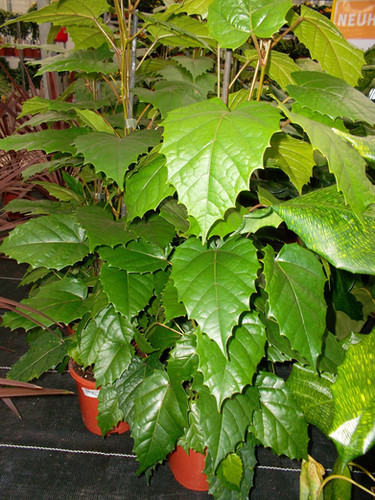 Cissus antarctica - Kangaroo Vine - 10 seeds | LGAFS