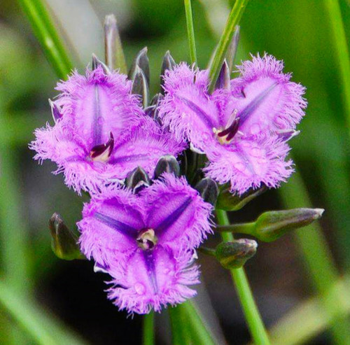 Thysanotus multiflorus - Fringed Lily - 20 seeds | LGAFS