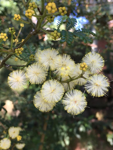 Acacia terminalis - Sunshine Wattle - 30 seeds | LGAFS