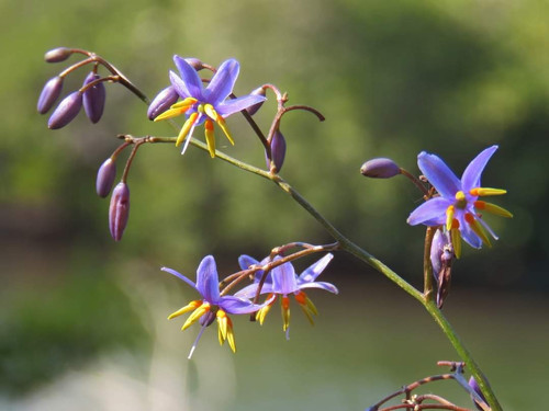 Dianella caerulea - Blue Flax Lily / Paroo Lily - 30 seeds | LGAFS
