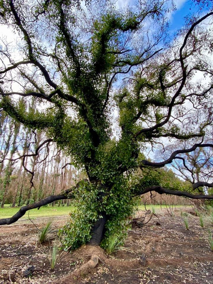 Eucalyptus obliqua - Messmate Stringybark - 50 seeds | LGAFS