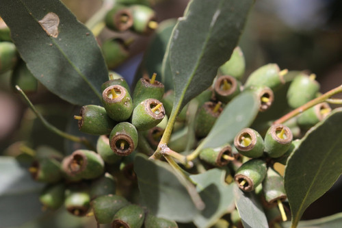 Eucalyptus utilis - Coastal Moort - 50 Seeds | LGAFS