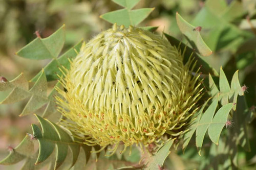 Banksia baxteri - Bird's Nest Banksia / Baxter's Banksia - 5 seeds | LGAFS