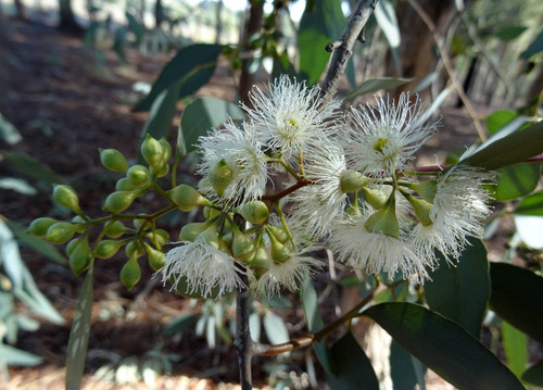 Eucalyptus muelleriana - Yellow Stringybark - 50 seeds | LGAFS
