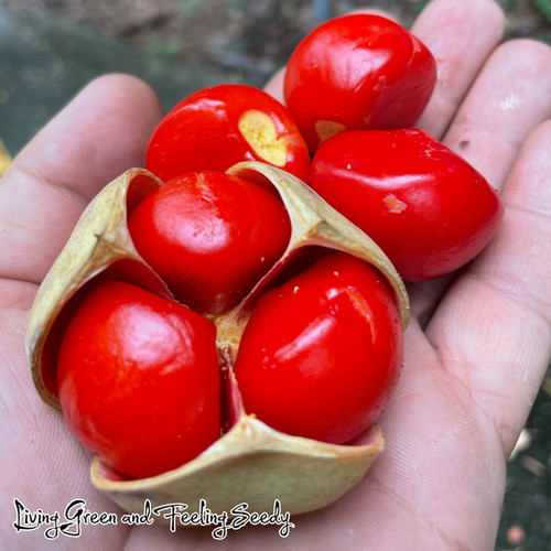 Diploglottis campbellii - Small Leaved Tamarind - 15 seeds | LGAFS