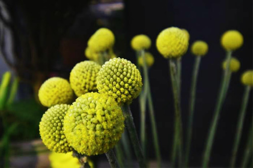 Pycnosorus globosus - Billy Buttons - 50 seeds | LGAFS