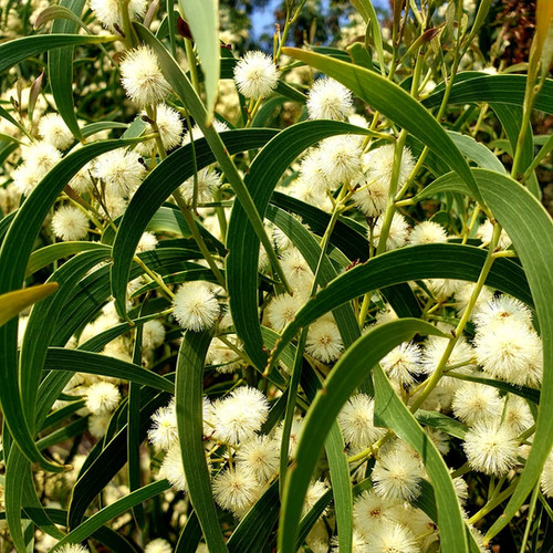 Acacia implexa - Hickory Wattle - 30 seeds | LGAFS