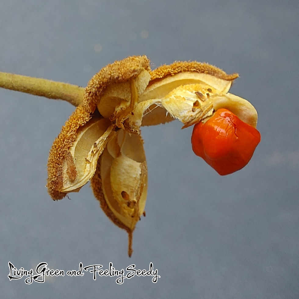 Sloanea australis - Maiden's Blush/Blush Carabeen/Blush Alder/Cudgerie ...