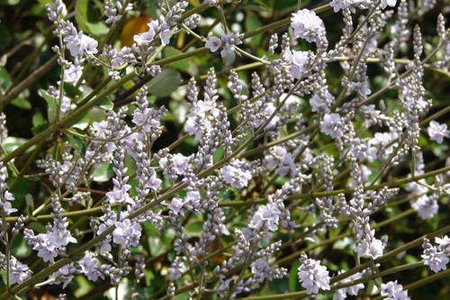 Heliohebe hulkeana syn Veronica hulkeana - New Zealand Lilac - 30 seeds ...
