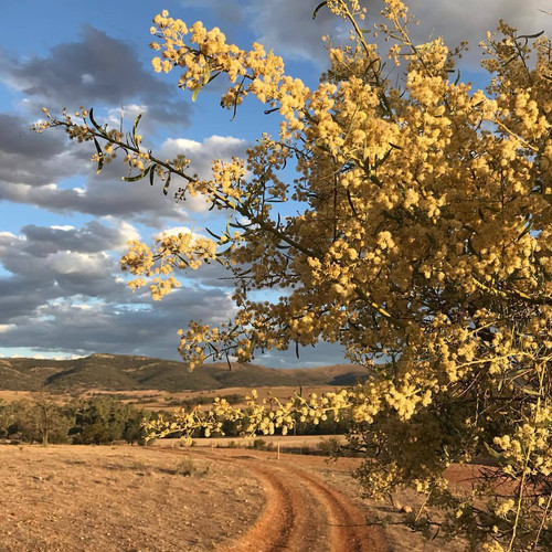 Acacia victoriae - Gundabluey / Elegant Wattle - 30 seeds | LGAFS