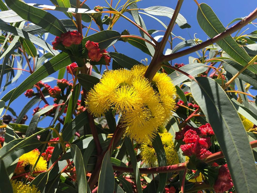 Eucalyptus erythrocorys - Red Cap Gum - 50 seeds | LGAFS