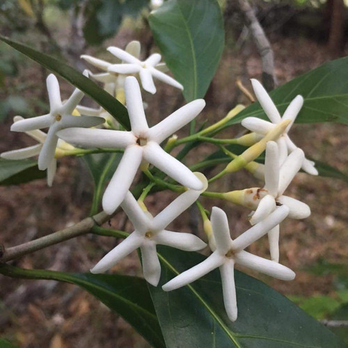 Atractocarpus fitzalanii syn Randia fitzalanii - Native Gardenia - 20 ...
