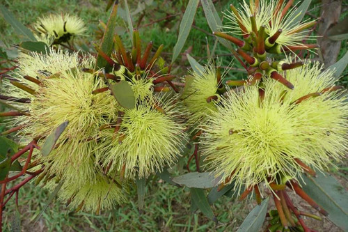 Eucalyptus macrandra - Long Flowered Marlock / Yellow Marlock - 100 ...