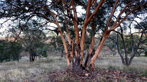 Eucalyptus polyanthemos - Red Box - 100 Seeds | LGAFS