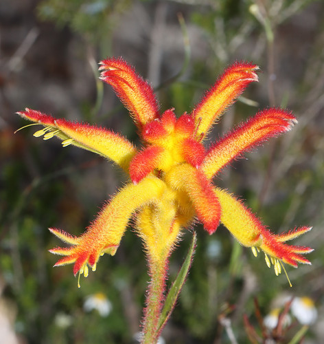 Anigozanthos humilis - Cats Paw - 60 Seeds | LGAFS